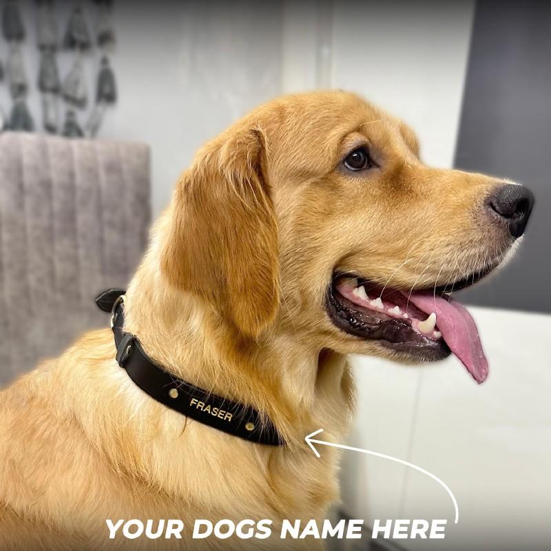 Dog Collar With Name Tag | Dog Collar